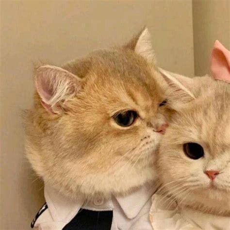 котики | Милые котики, Котята, Любители кошек