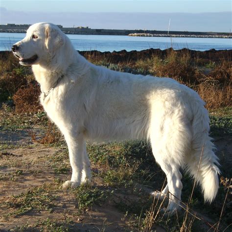 ROCKY il pastore maremmano | Avventure a 4 zampe
