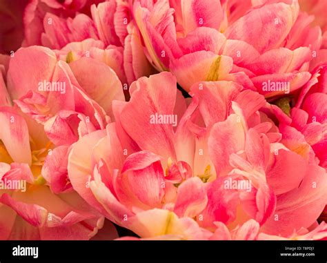 Finola hi-res stock photography and images - Alamy