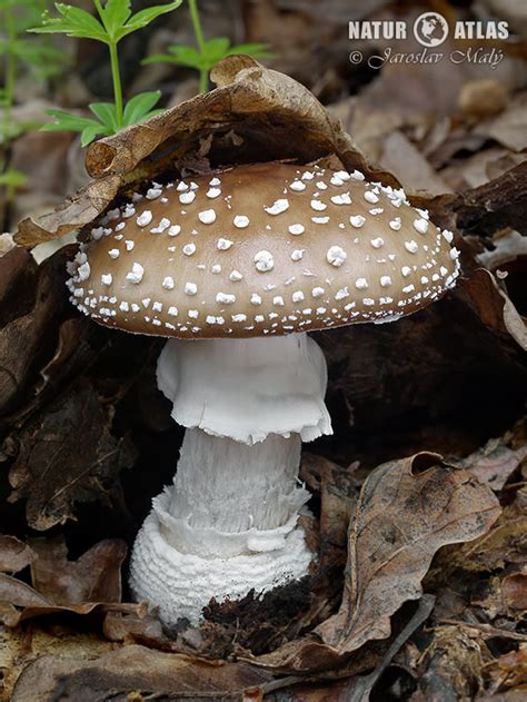 muchomůrka tygrovaná | NaturAtlas.cz