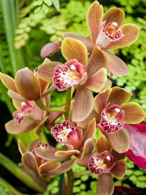 Download A Lovely White Orchid | Wallpapers.com