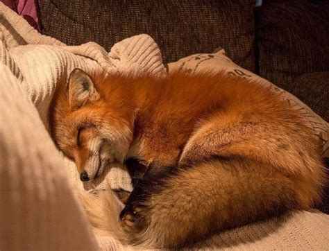 Sleeping Red Fox