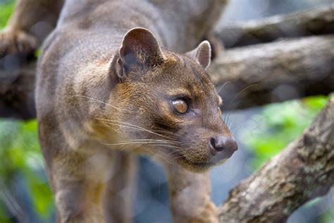 Fossa: Beauty Predator Puncak Madagaskar 2025