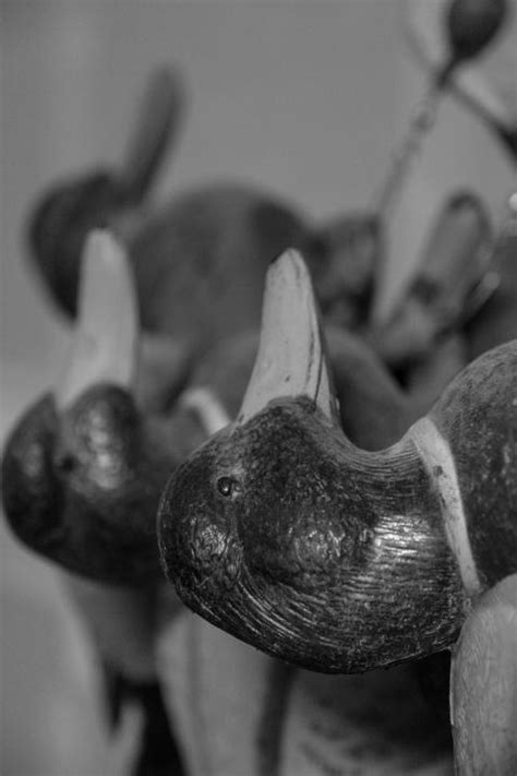 Decoy | Shutterbug