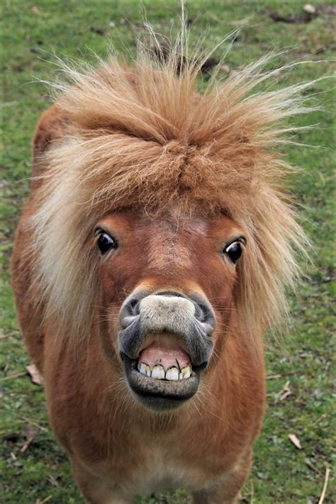 Pony - Miniature Horse (Equus Ferus Caballus) - a photo on Flickriver