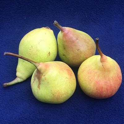 Morettini - Good Fruit Guide