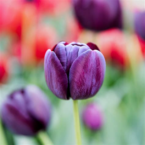 Tulipan 'Queen of Night' - Køb tulipanløg online | Blomsterverden.dk