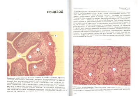 Иллюстрация 2 из 23 для Гистология. Атлас для практических занятий ...