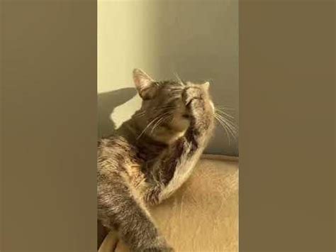 Лапкин умывает лапки 😻 #shorts #кот #котики #кошки #милыйкот - YouTube