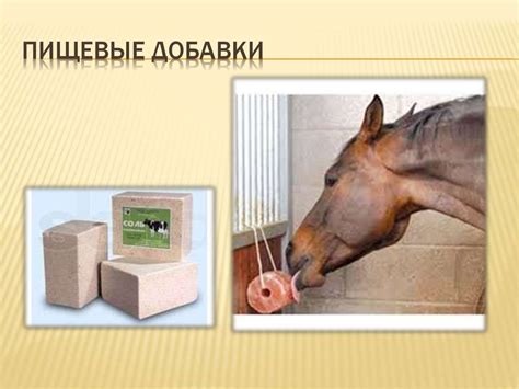 Особенности кормления и содержания лошадей ахалтекинской породы ...