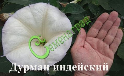 Семена дурмана Дурман индейский «Медея»