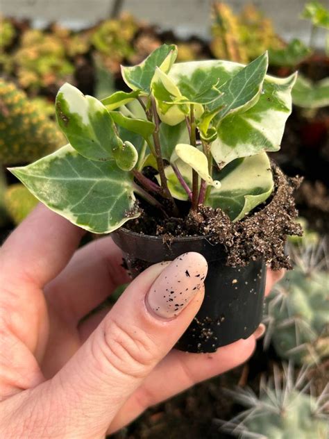 Senecio macroglossus 'Variegata' | Succulents \ Senecio | Kaktusy ...