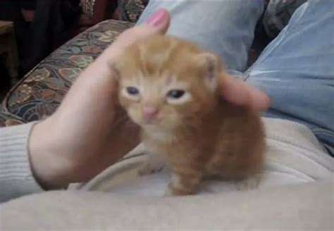 baby kitten | Baby cats, Cute cats, Funny cute cats