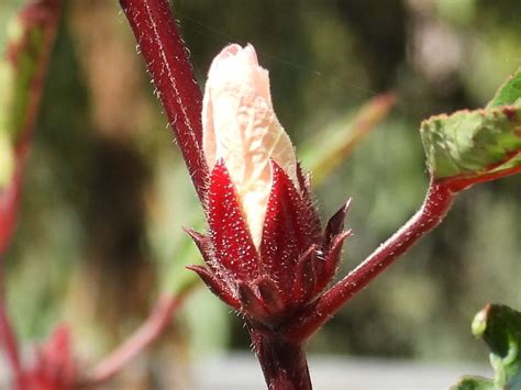Flora-tree-H1