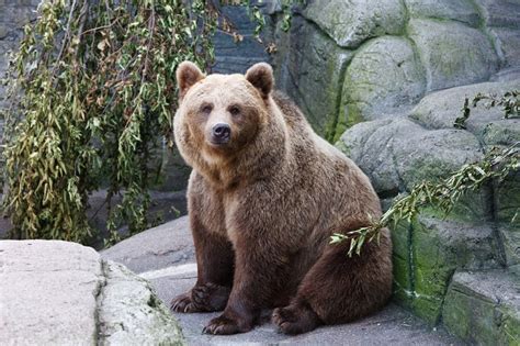 Natur/Animals/Brun bjoern-01
