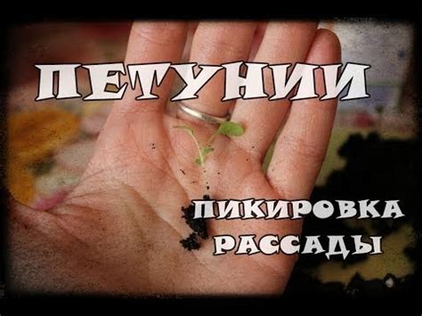 Как вырастить рассаду петунии в домашних условиях, уход за рассадой петунии