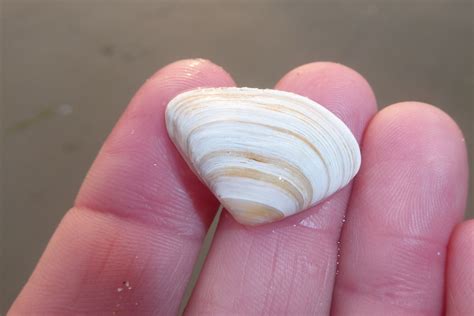Gedrungene Trogmuschel (Spisula subtruncata)