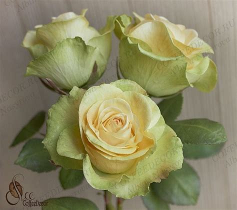 МК «Роза c фактурными лепестками» - CoffeeDecor.ru