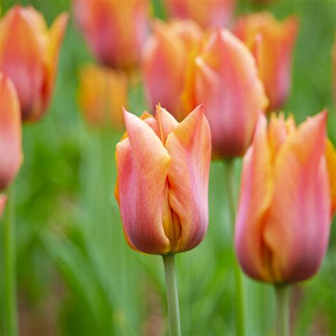 Tulipan 'Request' – Blomsterverden
