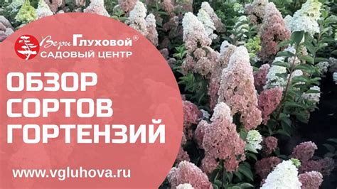 КАНДЕЛАЙТ, МЕДЖИКАЛ СВИТ САММЕР, ФРАЙЗ МЕЛБА - YouTube