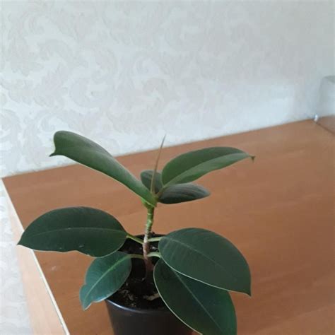Шикарный Фикус Мелани – купить в Ставрополе, цена 200 руб., дата ...