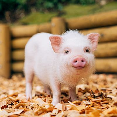 pignic cafe -ピグニック カフェ- マイクロブタと遊べる牧場体験型の総合施設