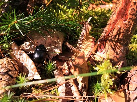 Wood Dung Beetle - Free photo on Pixabay - Pixabay