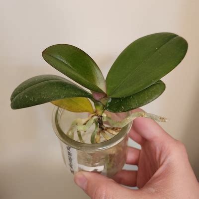 Phal. Miki Black Angel '364', Unique Dark Colored Flowers - Etsy