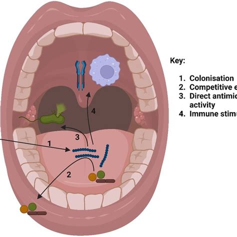 Interferon Gamma Response in Human Saliva Following Exposure to the ...