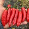 пеперончино, Пеперончино Италия (Pepperoncini Italy)