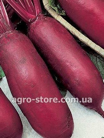 Свекла Цилиндра 25гр.