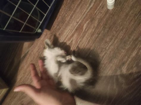 Коте на около месец търси дом - Котки Обяви за осиновяване