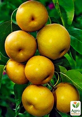 Азиатская груша "Секуи": купить в Одессе, Киеве и Украине - Agro-Market