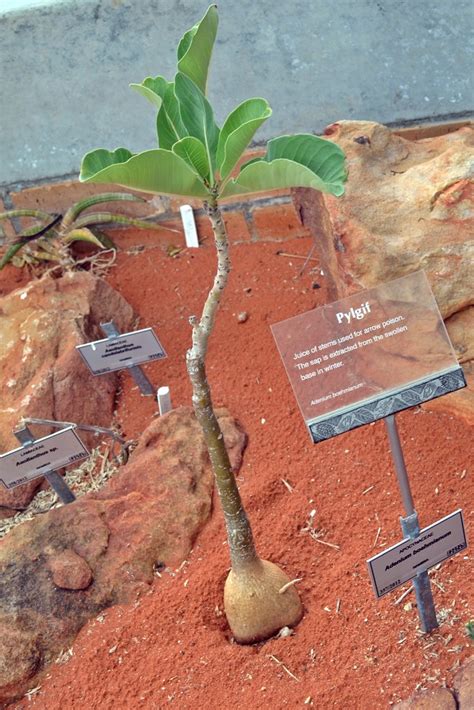 adenium boehmianum 2 | juan carlos piola | Flickr