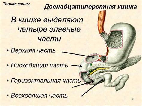 1 2 Тонкая кишка Представлена