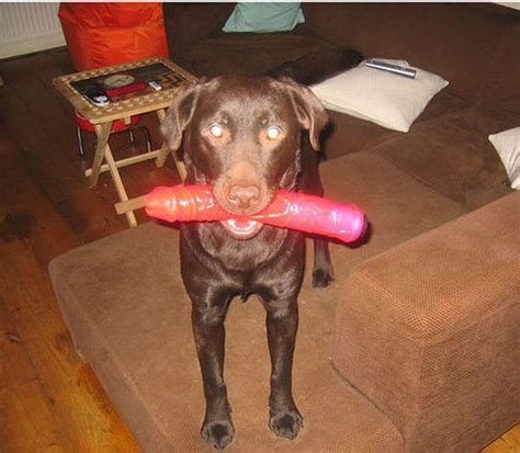 Dogs and Dildos (14 pics)