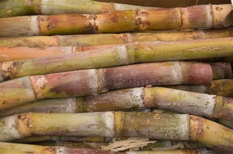 Sugar cane stock photo. Image of food, sugarcane, cane - 11431988