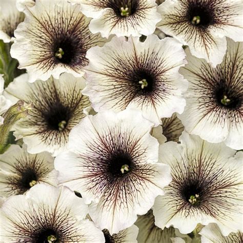 12 Colorful Supertunias for Your Garden | Proven Winners