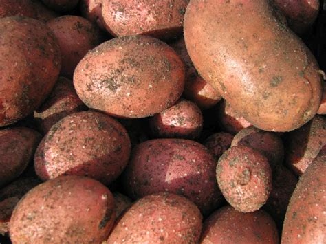 Pflanzkartoffeln Laura, 1kg Pflanzgut, online kaufen in der ...
