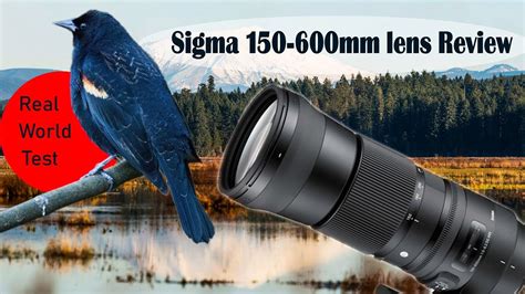 Sigma 150-600 Contemporary Review + Real World Test | Best budget ...
