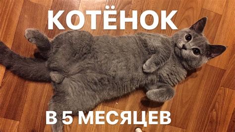 Чем кормить КОТЁНКА в 5 месяцев? Уход. - YouTube