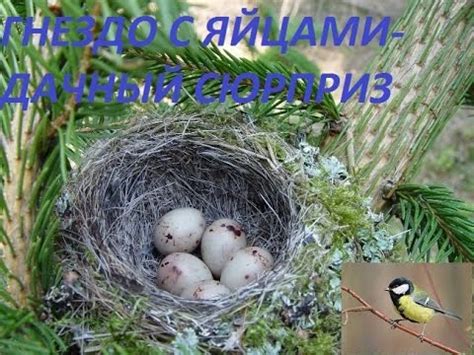ГНЕЗДО С ЯЙЦАМИ ДАЧНЫЙ СЮРПРИЗ - YouTube