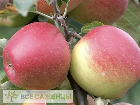 Цена на Яблоня Эрли Квин - купить саженцы