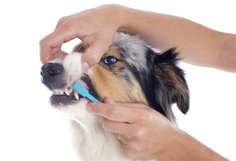 Чистка зубов для собак - услуги для собак и кошек в Зоосалоне GROOMSTAR ...