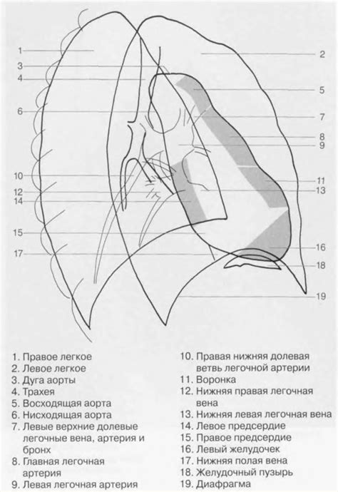 Особенности лучевой диагностики от Александра Шаховского: Эталоны ...