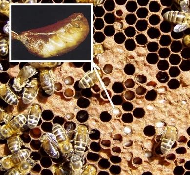 Подскажите, чем лечить мешотчатый расплод. | Пчеловодство | ВКонтакте