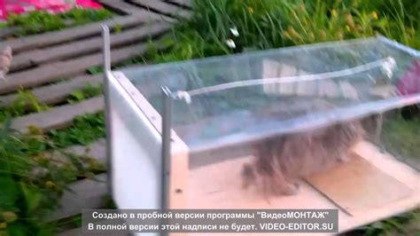 гуманный отлов кошек, кошеловка, ловушка для кошек - YouTube