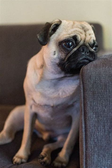 Живи просто и ярко! | Cute pugs, Pugs, Cute animals