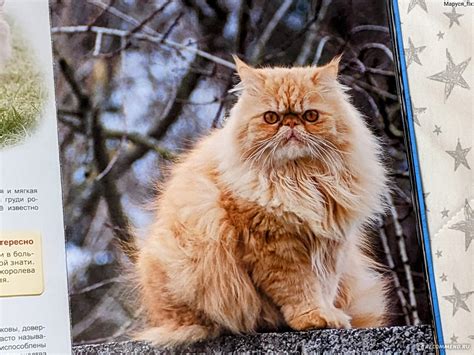 Энциклопедия для детей Кошки. Издательский Дом Проф-Пресс - «В этой ...