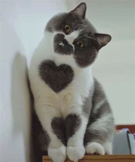 Сердечный кот | Cute baby animals, Cute cats and dogs, Pretty cats